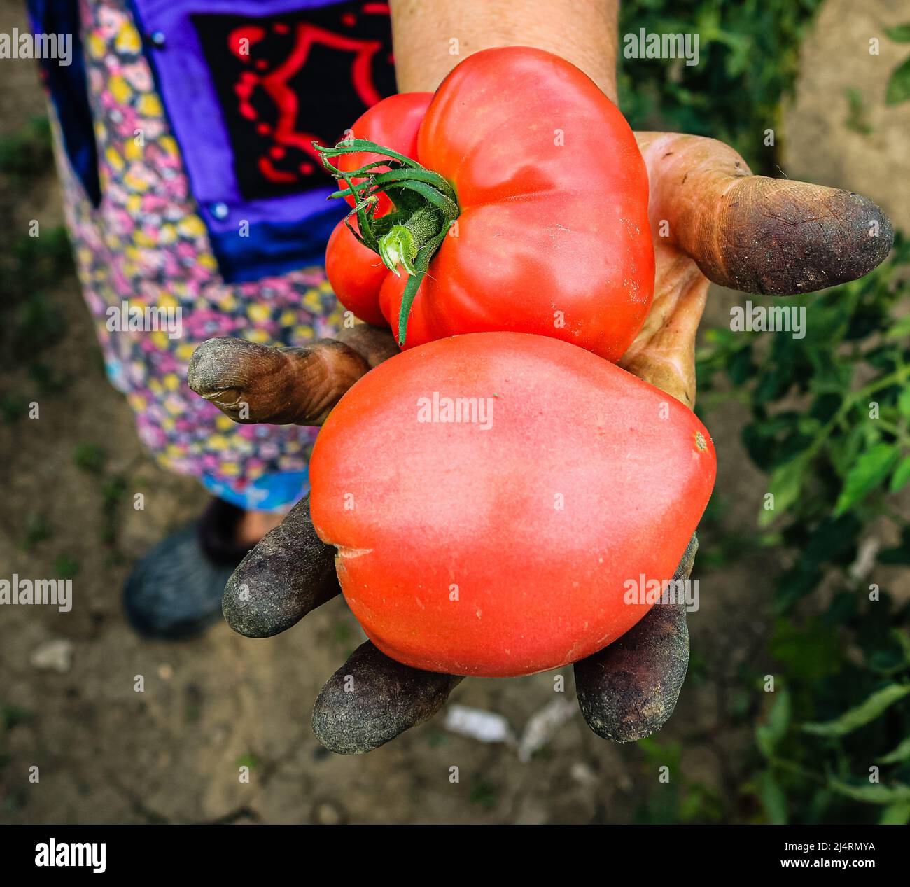 Close up photo of an old woman`s hand holding two ripe tomatoes. Dirty ...