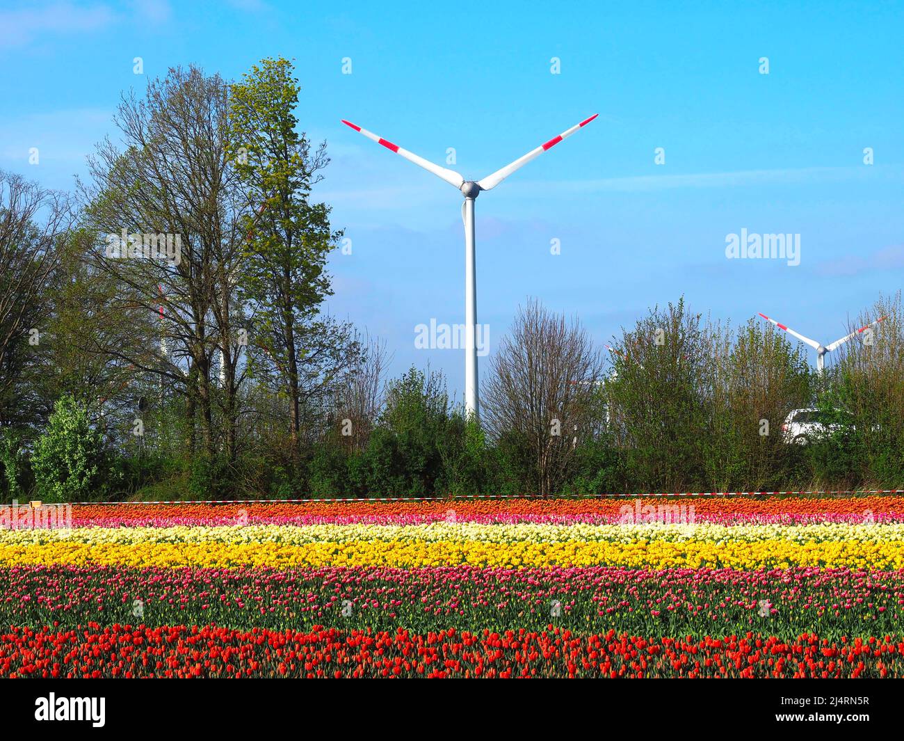 Energy from wind wheels with blooming tulip fields Stock Photo - Alamy