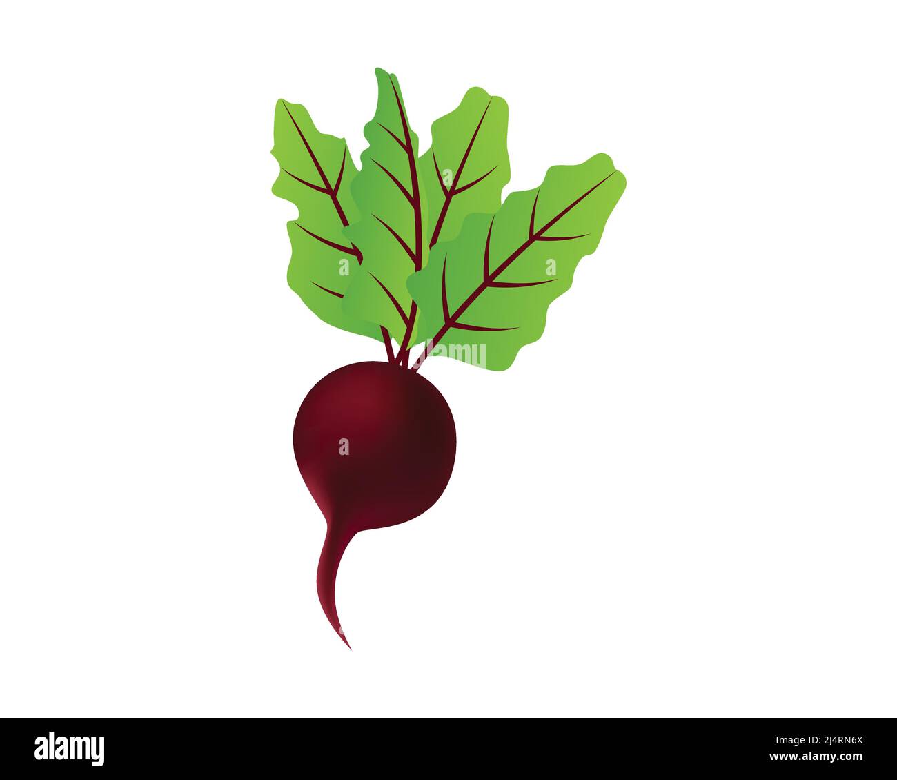 Detailed Single Red Beet Illustration Vector Stock Vector Image & Art ...
