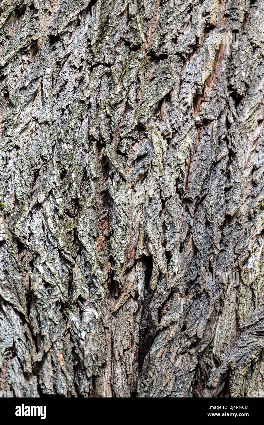 Background from old wood bark. Black locust, Robinia pseudoacacia Stock ...