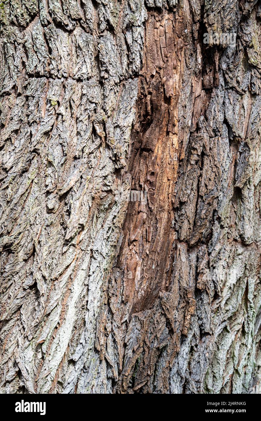 Robinia pseudoacacia wood hi-res stock photography and images - Alamy