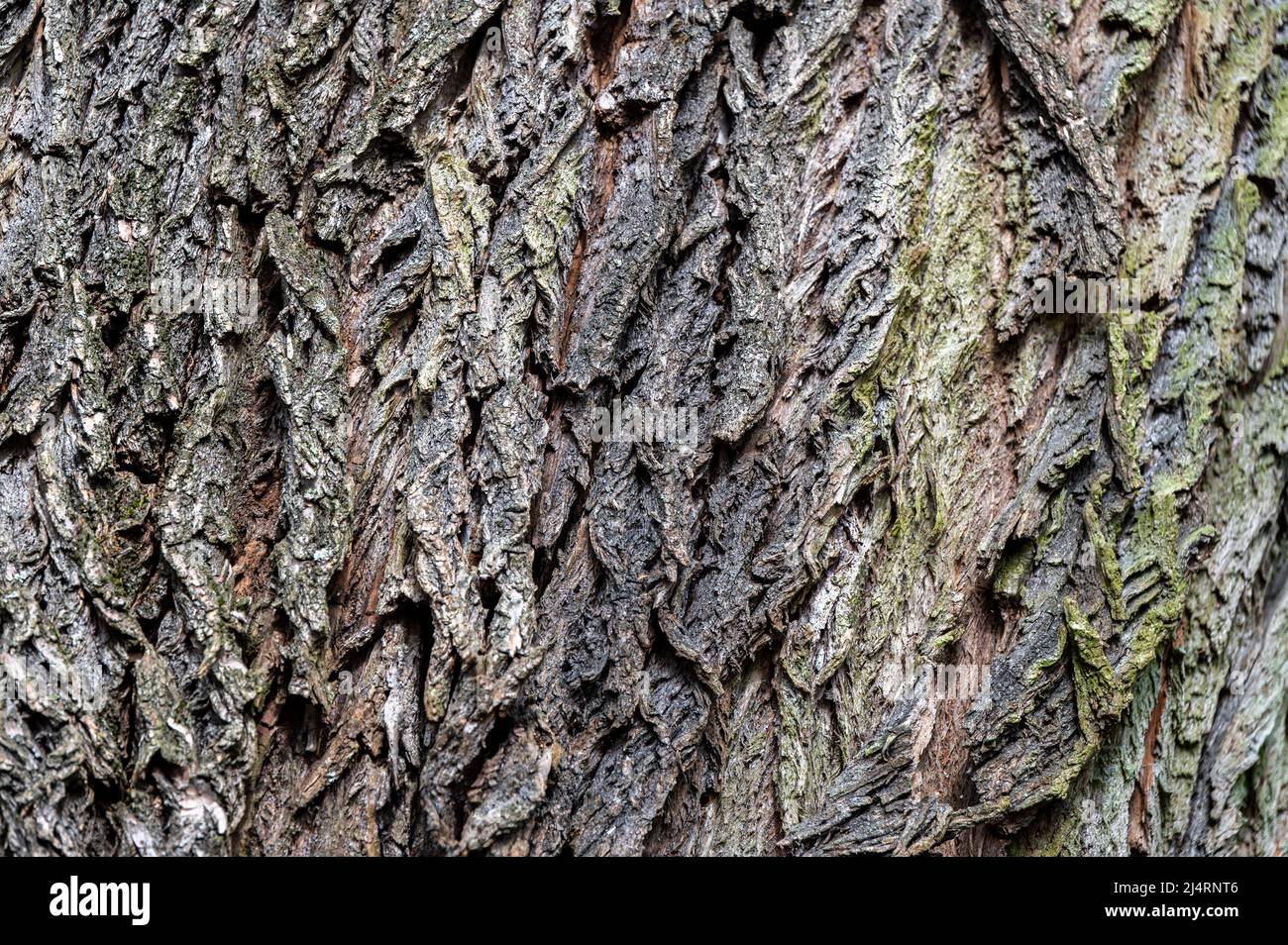 Background from old wood bark. Black locust, Robinia pseudoacacia Stock ...