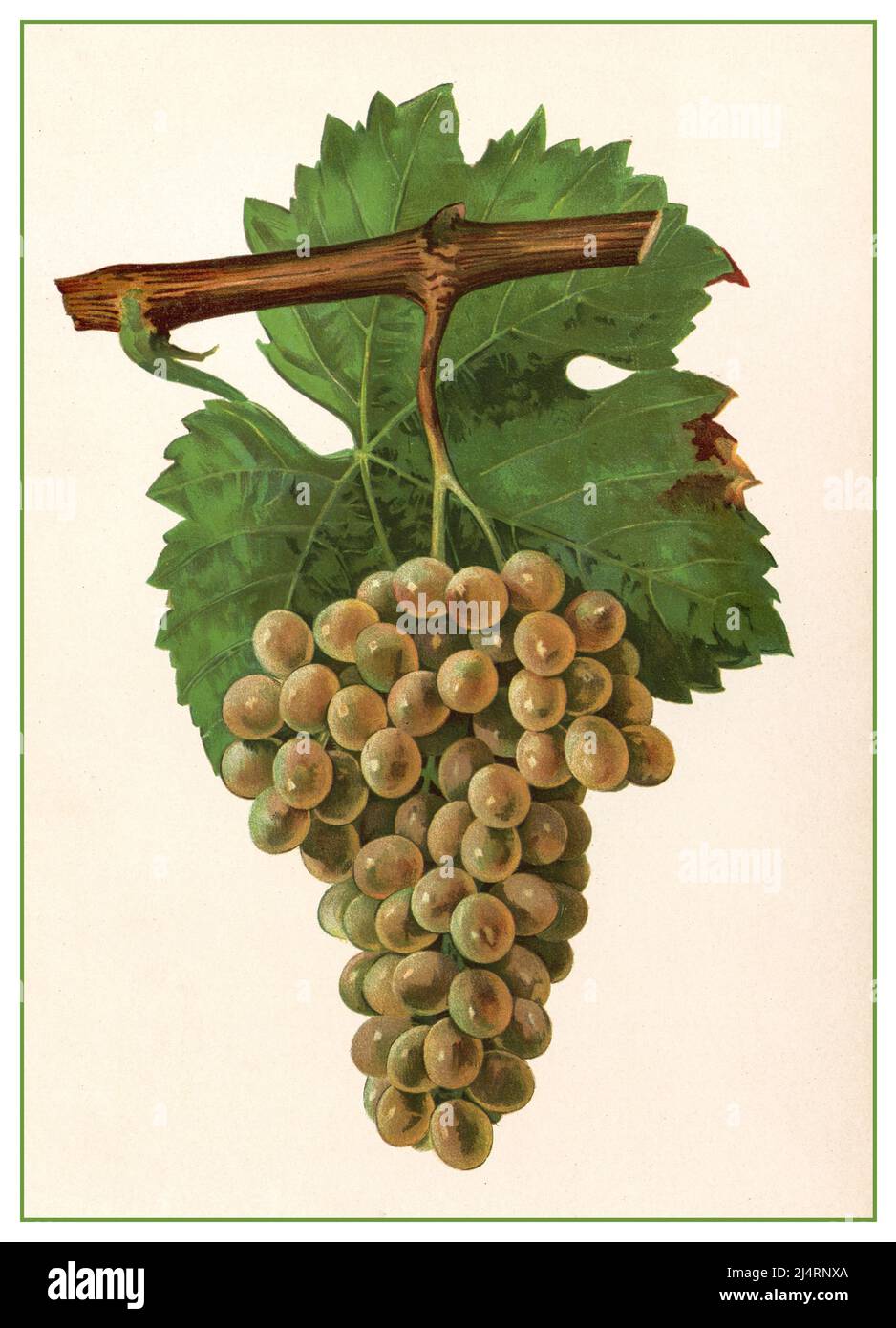 Picpoul grapes hi-res stock photography and images - Alamy