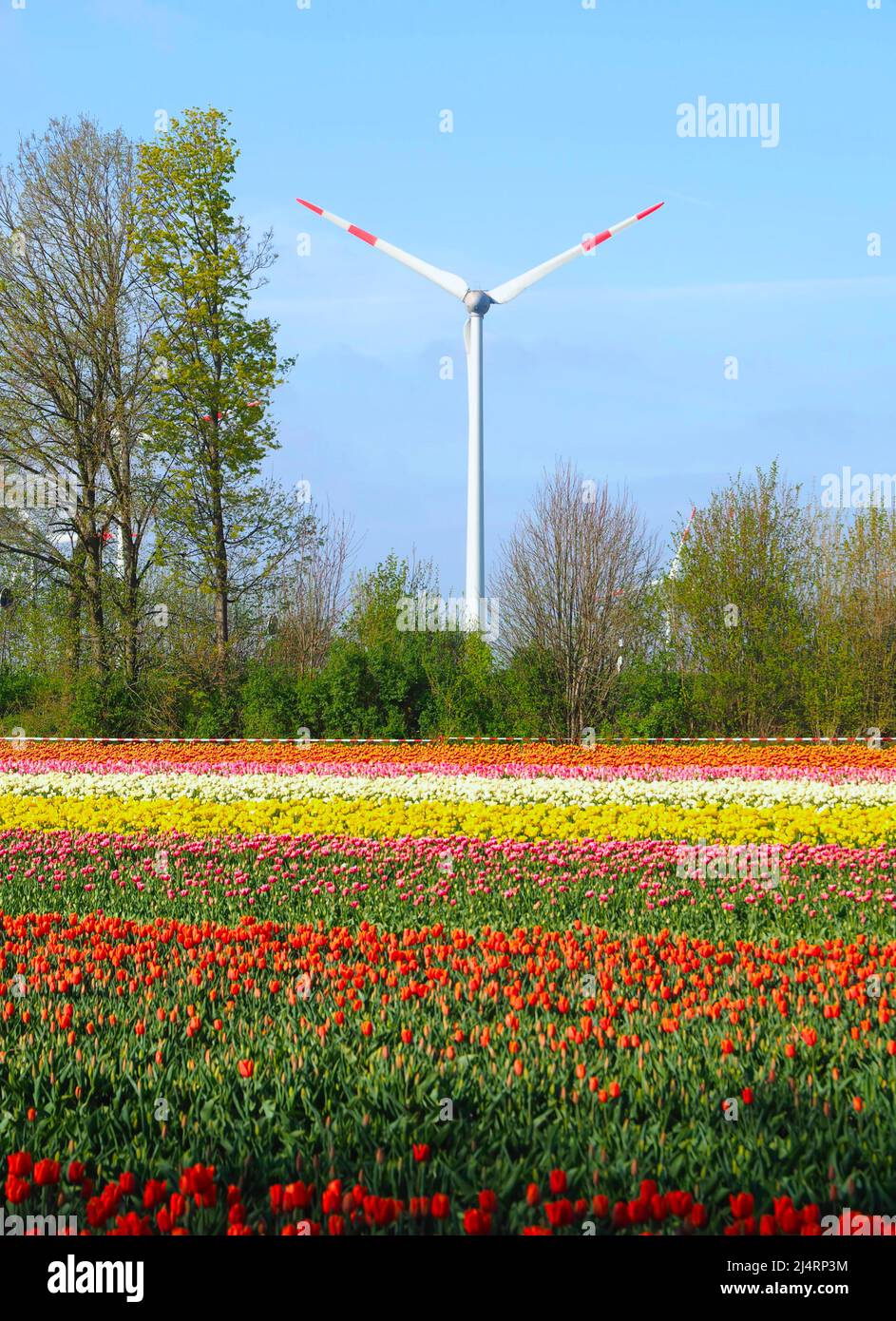 Energy from wind wheels with blooming tulip fields Stock Photo - Alamy