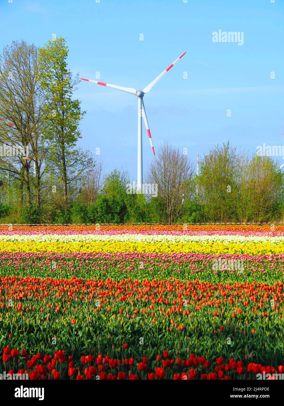 Energy from wind wheels with blooming tulip fields Stock Photo - Alamy