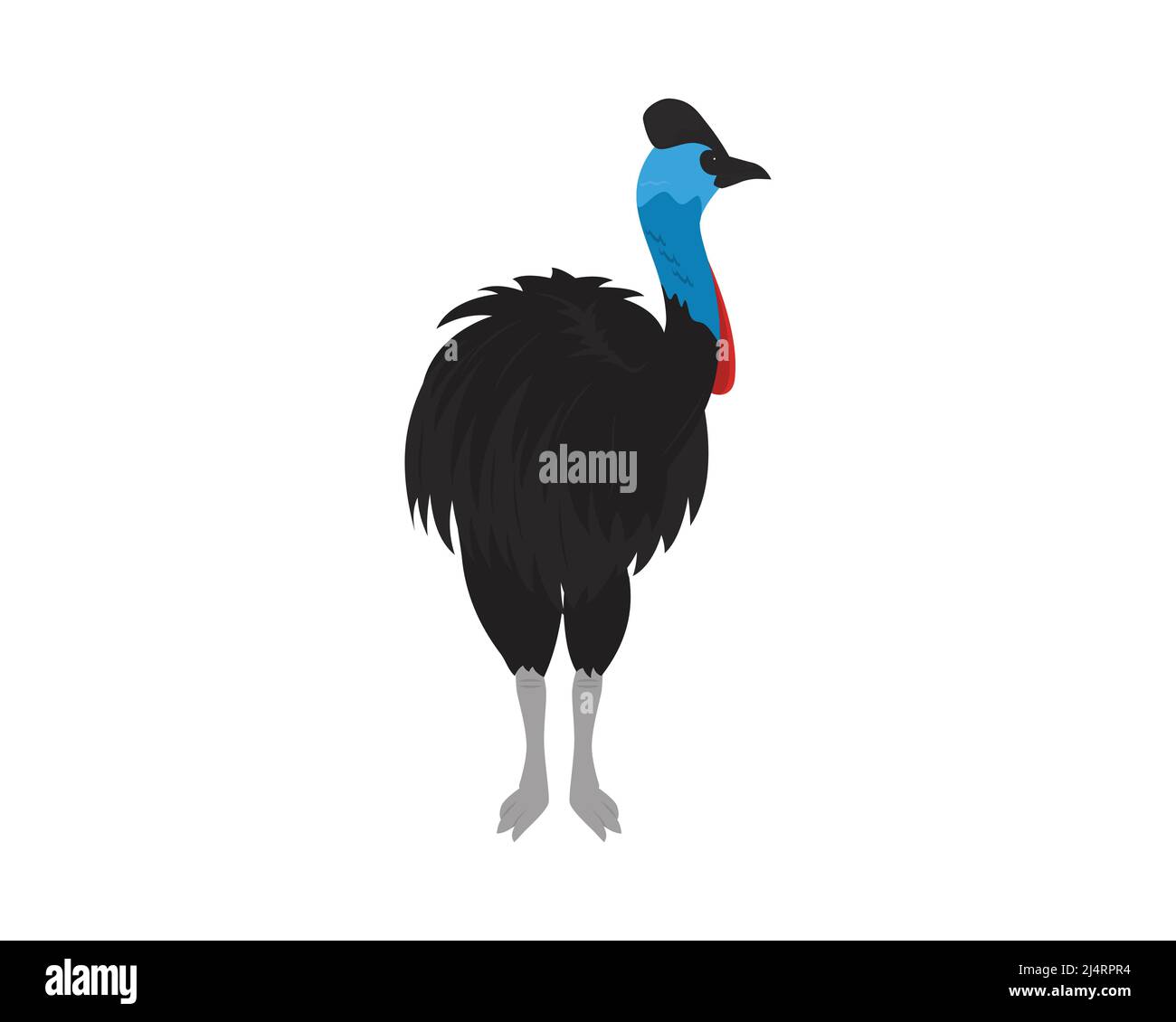 Detailed Cassowary Illustration with Standing Gesture Vector Stock ...