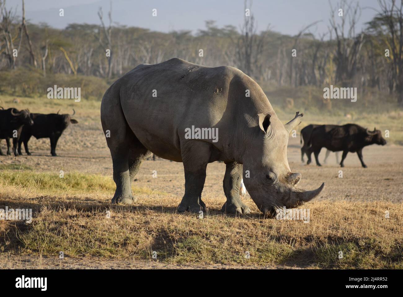 Crashes of rhino hi-res stock photography and images - Alamy