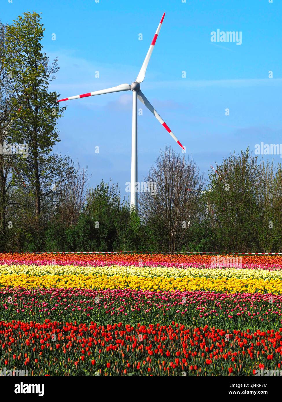 Energy from wind wheels with blooming tulip fields Stock Photo - Alamy