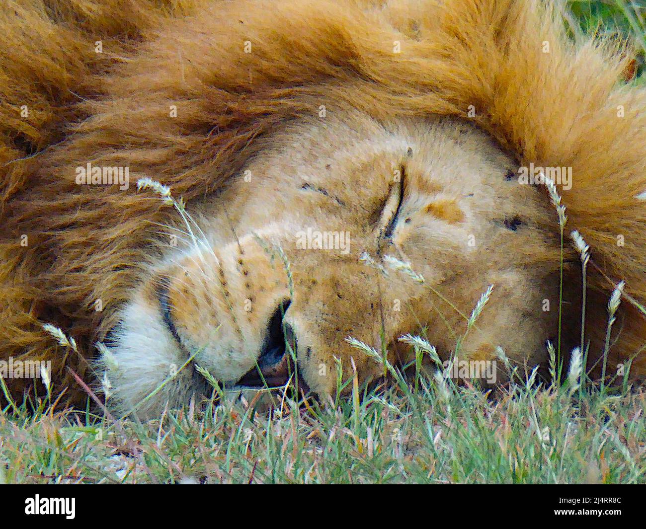 Male lion sleeping on grass hi-res stock photography and images - Alamy