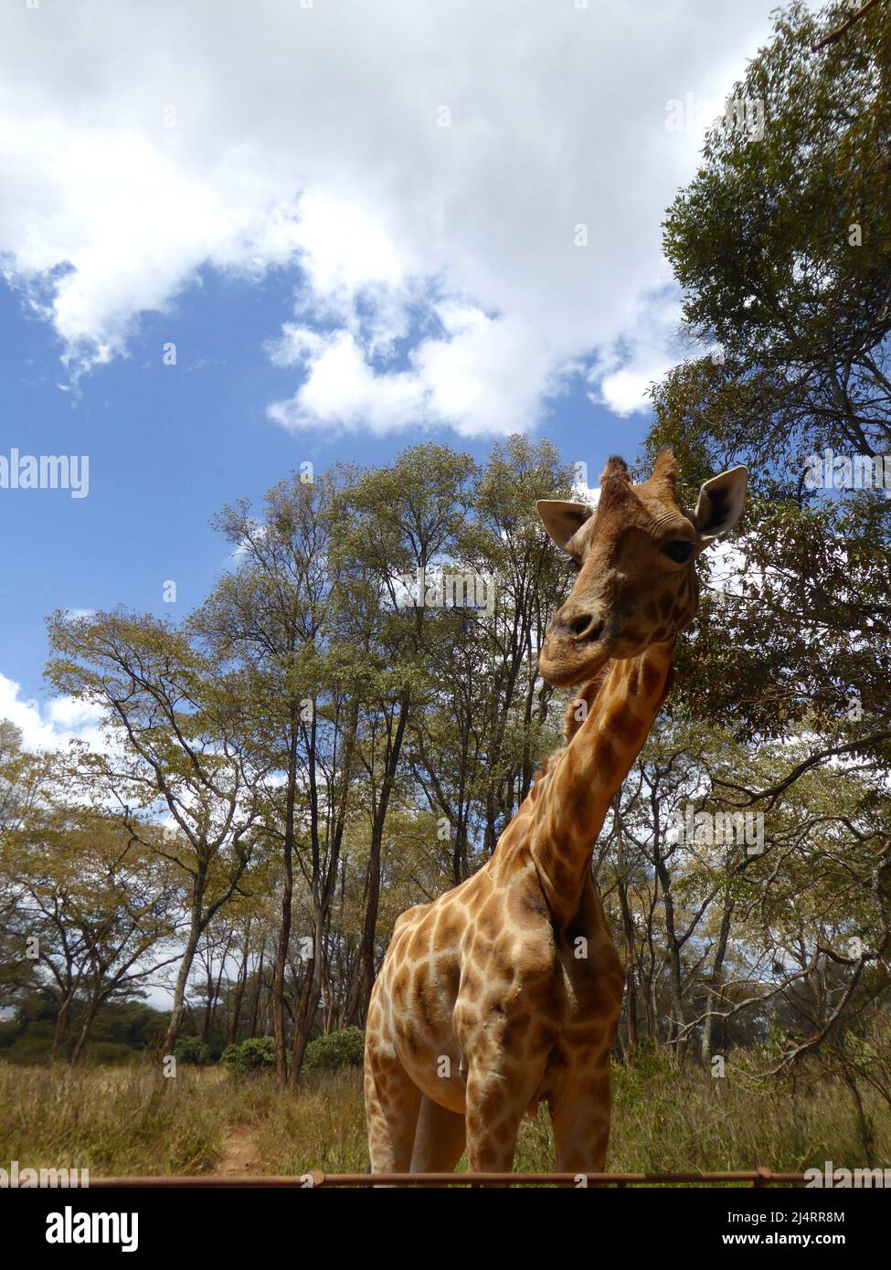 Giraffe looking down Stock Photo - Alamy
