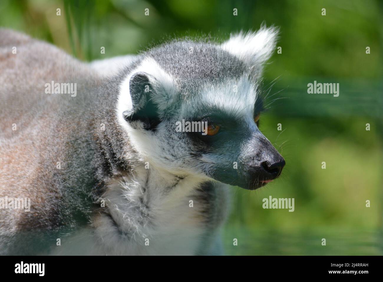 Lemur nose hi-res stock photography and images - Alamy
