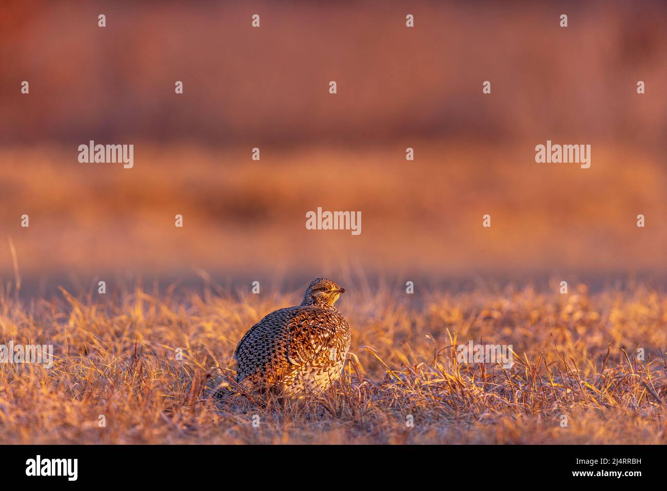 Sharp-tailed grouse in northern Wisconsin Stock Photo - Alamy