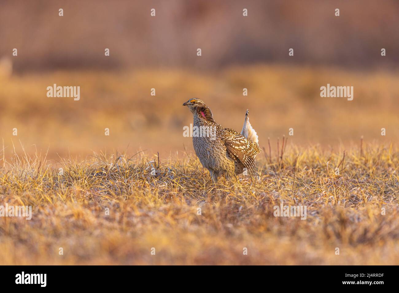 Sharp-tailed grouse in northern Wisconsin Stock Photo - Alamy