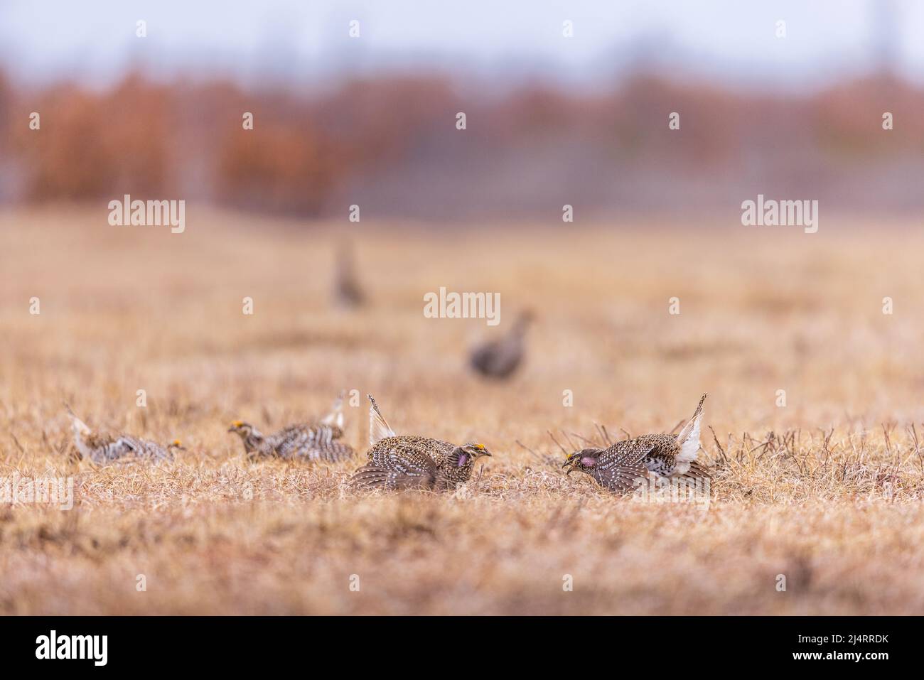 Sharp-tailed grouse in northern Wisconsin Stock Photo - Alamy