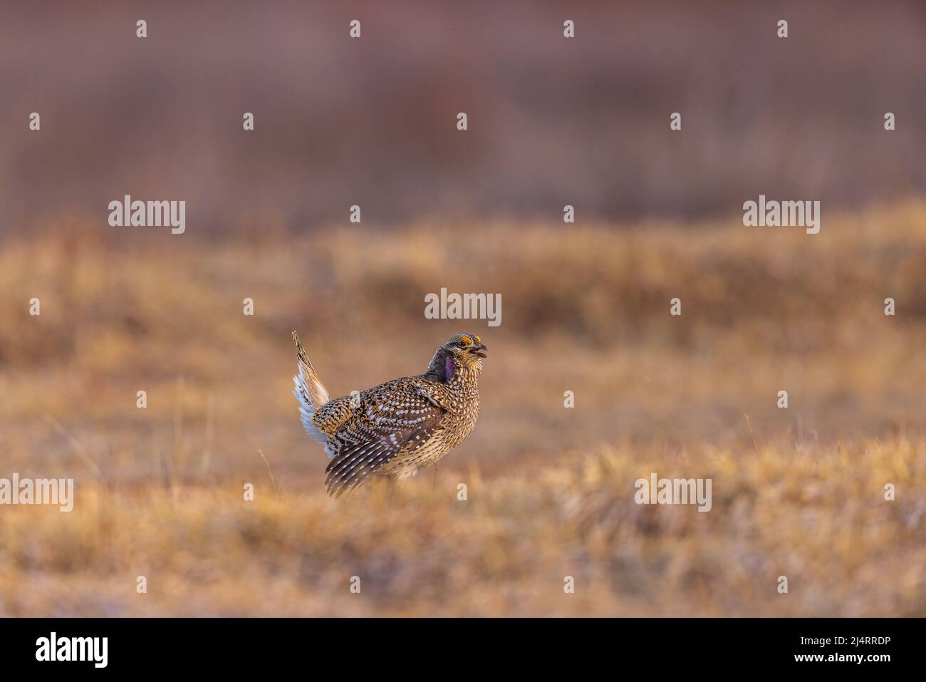 Sharp-tailed grouse in northern Wisconsin Stock Photo - Alamy
