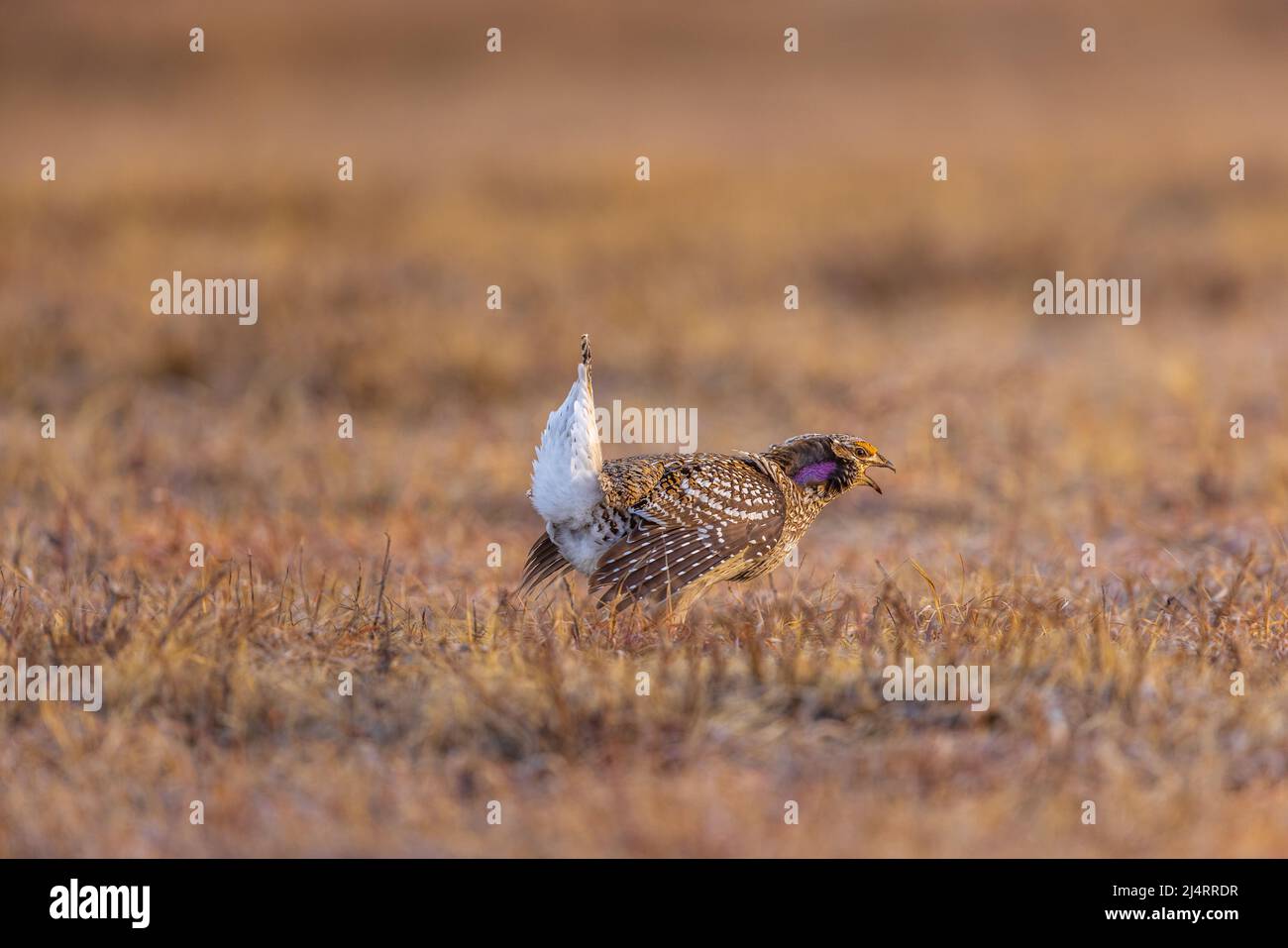 Sharp-tailed grouse in northern Wisconsin Stock Photo - Alamy