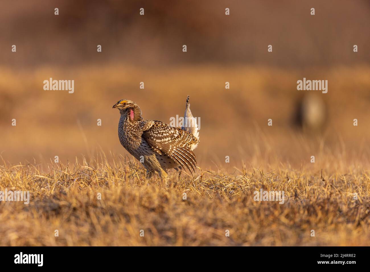 Sharp-tailed grouse in northern Wisconsin Stock Photo - Alamy