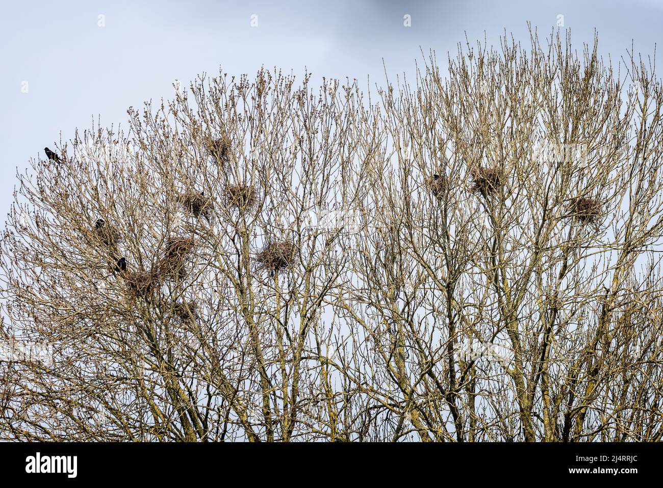 Group of crows nests in top of trees during Spring breeding season in ...