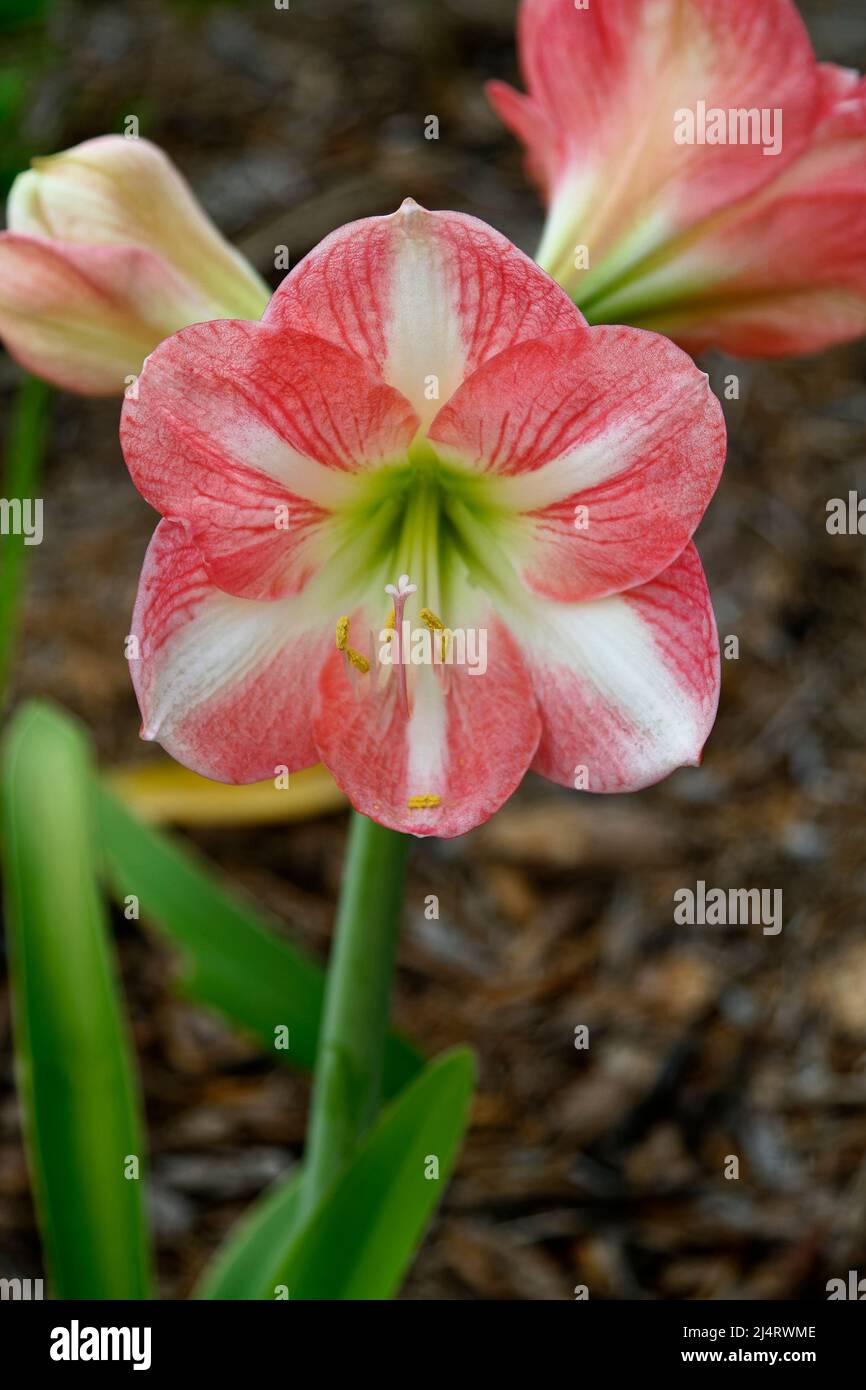 pink striped amaryllis flower; close-up; trumpet shape; large; garden ...