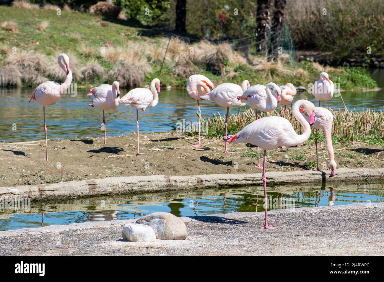 Group of greater flamingos near a pond or lagoon, Phoenicopterus roseus ...