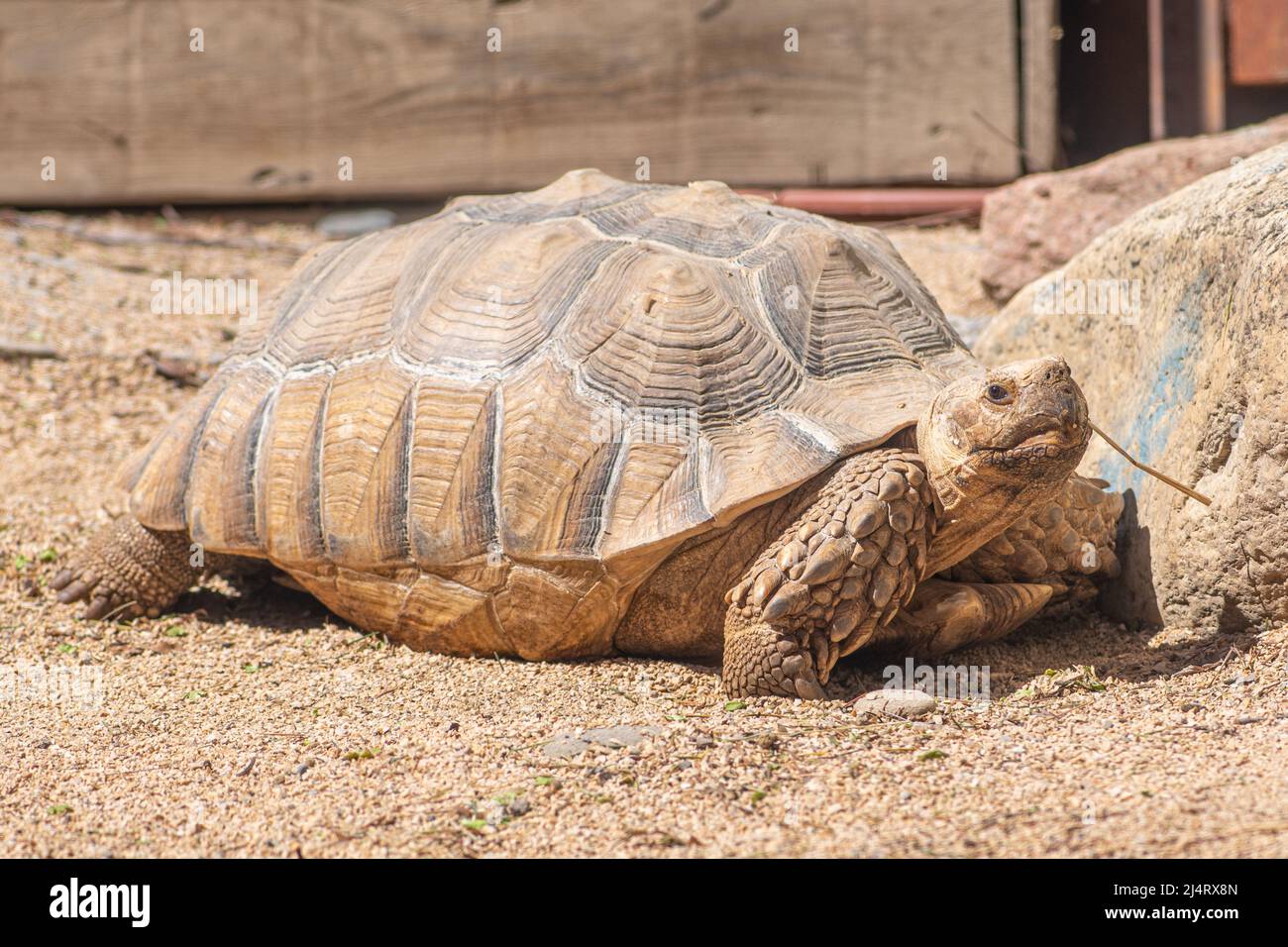 African spurred tortoise, Centrochelys sulcata or sulcata tortoise ...