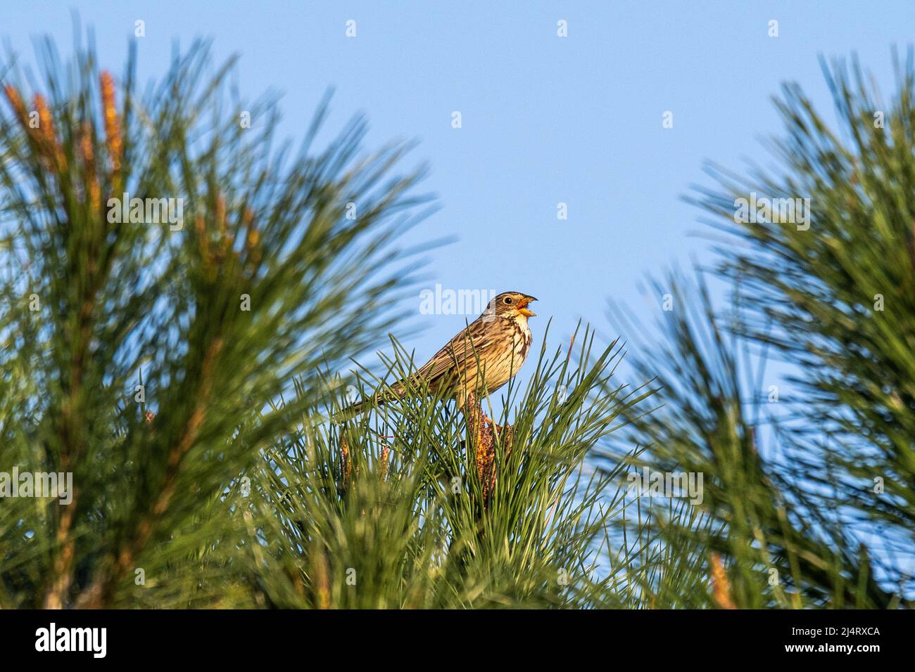 A corn bunting (Emberiza calandra) singing on the top of a pine tree ...