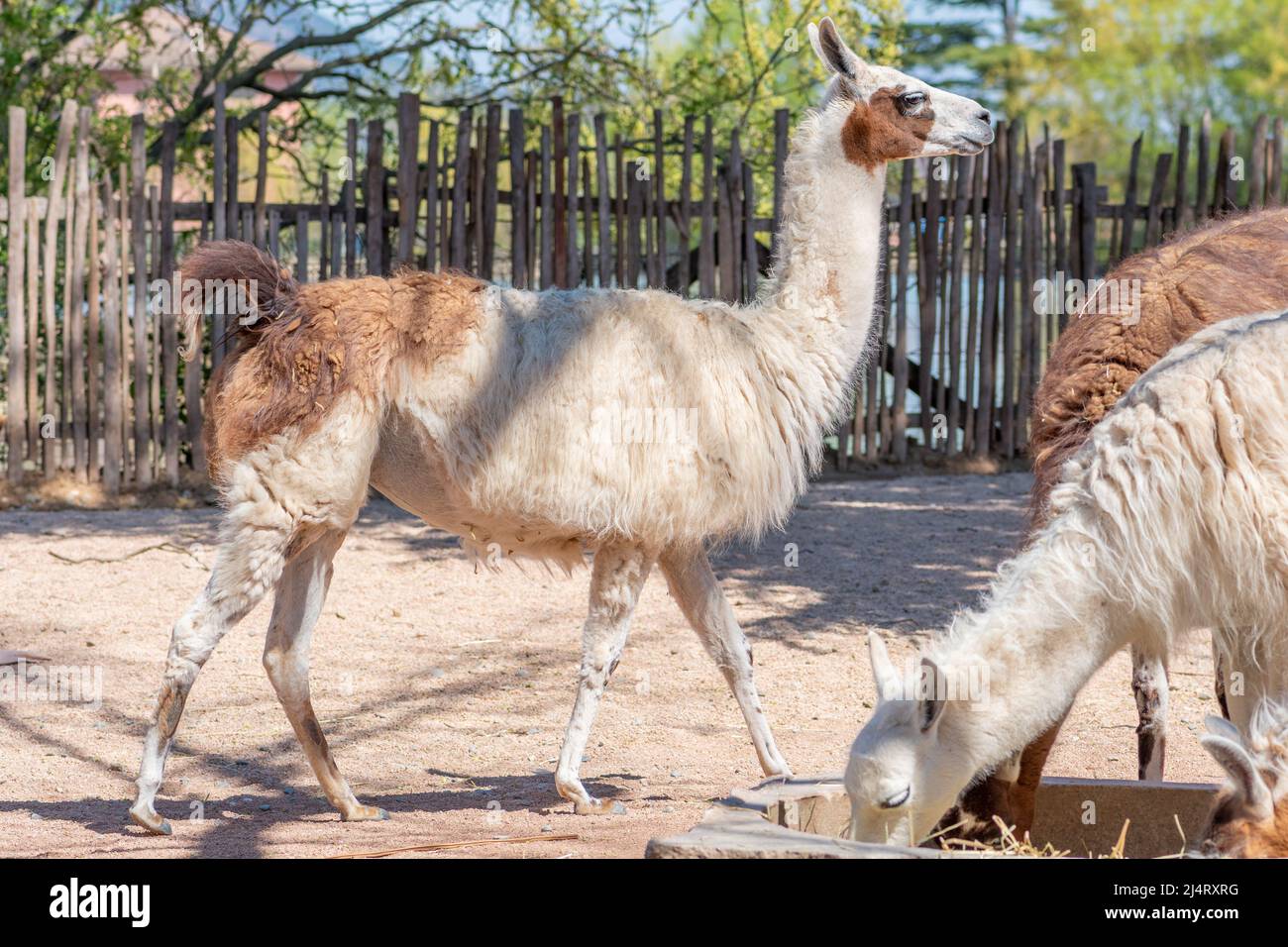 llama, domesticated South American camelid, widely used as a meat and ...