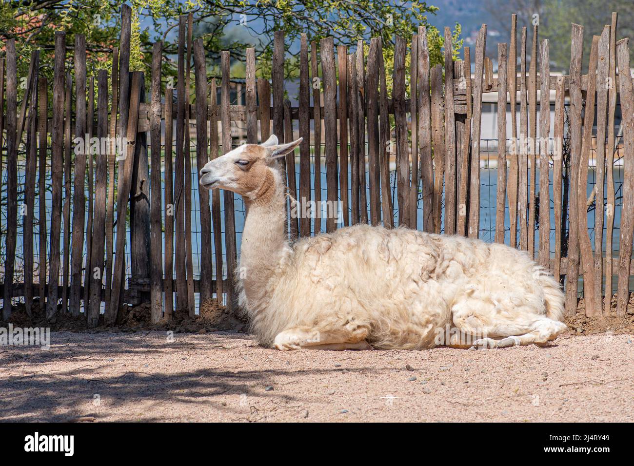 llama, domesticated South American camelid, widely used as a meat and ...