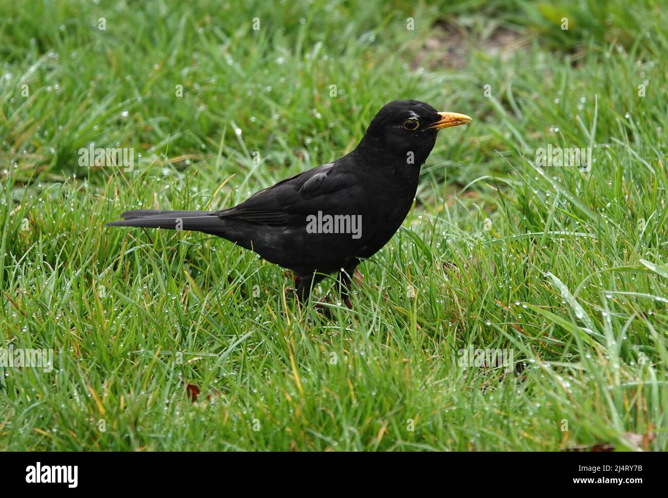 The common blackbird, Eurasian blackbird or Turdus merula is a species ...