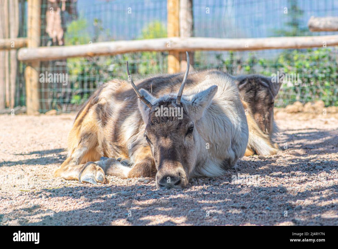 Young reindeer resting in a farm, species of deer with circumpolar ...