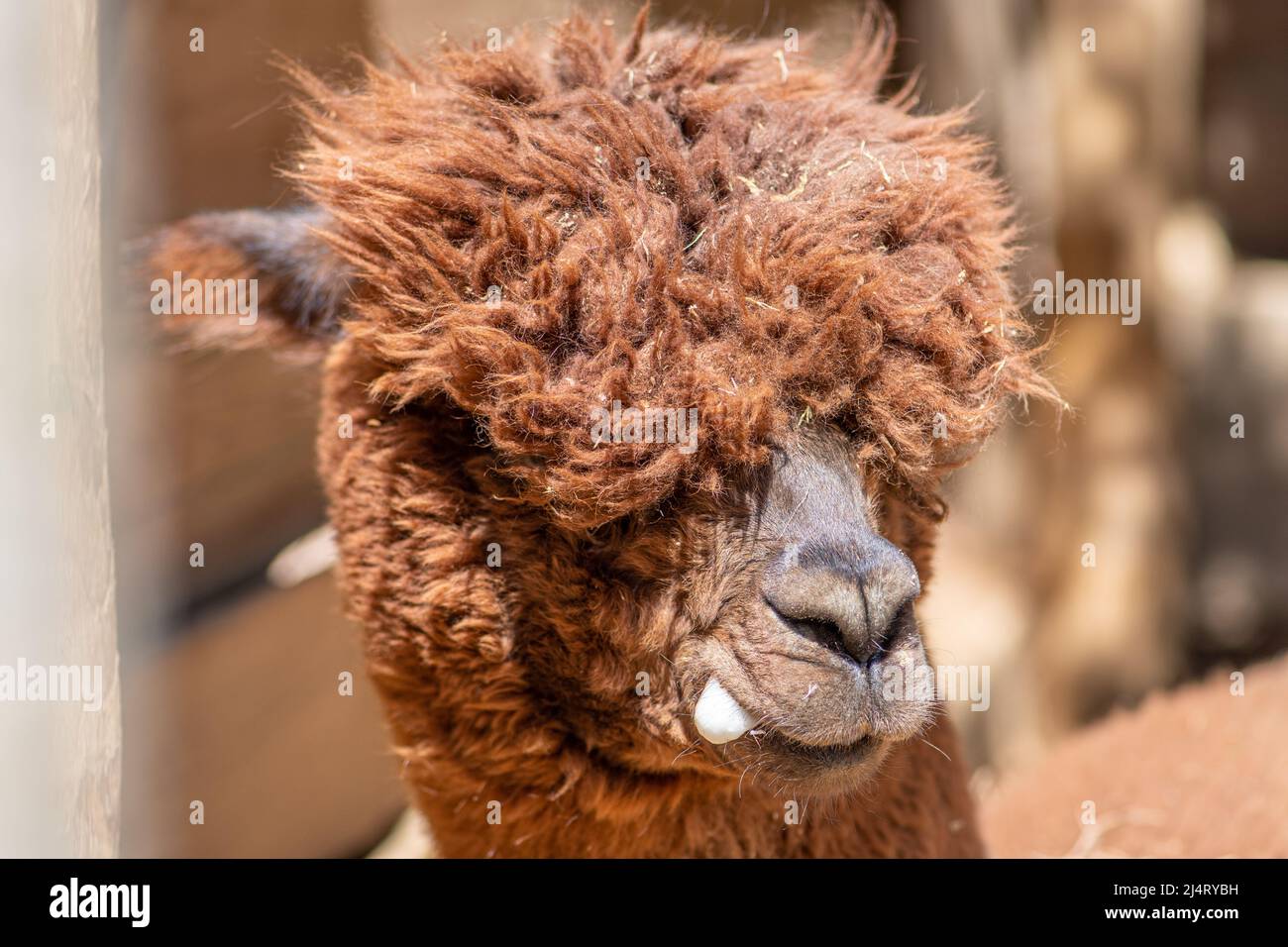 Beautiful red Alpaca or Lama pacos is a species of South American ...