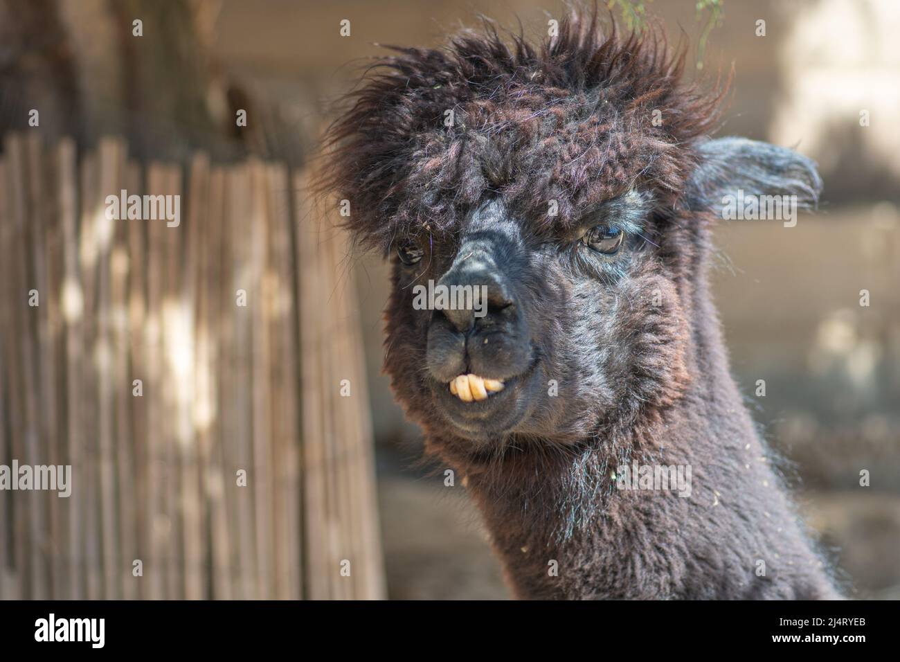 Alpaca Face Black