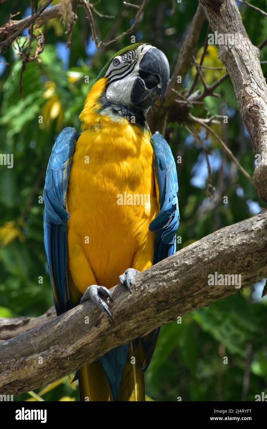 Amazingly bright blue and yellow macaw parrot on a tree branch Stock ...