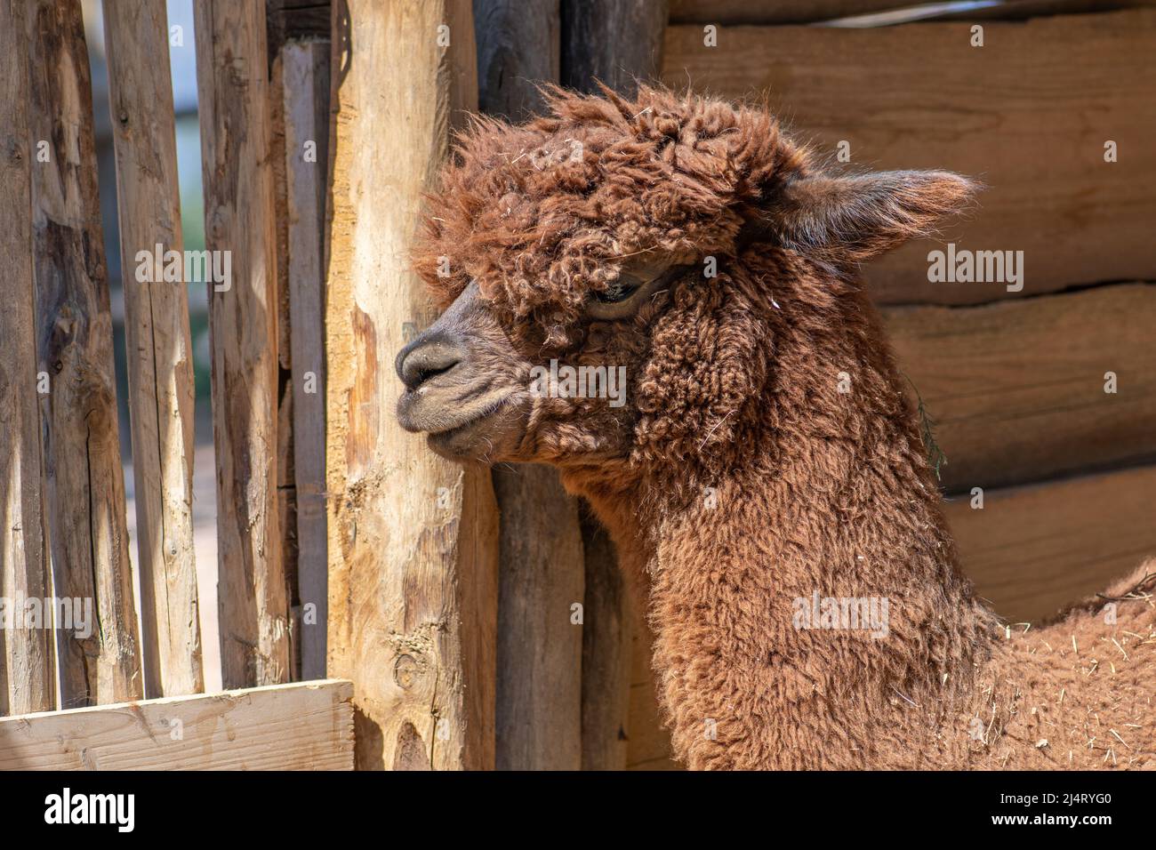 Lama family in zoo hi-res stock photography and images - Alamy