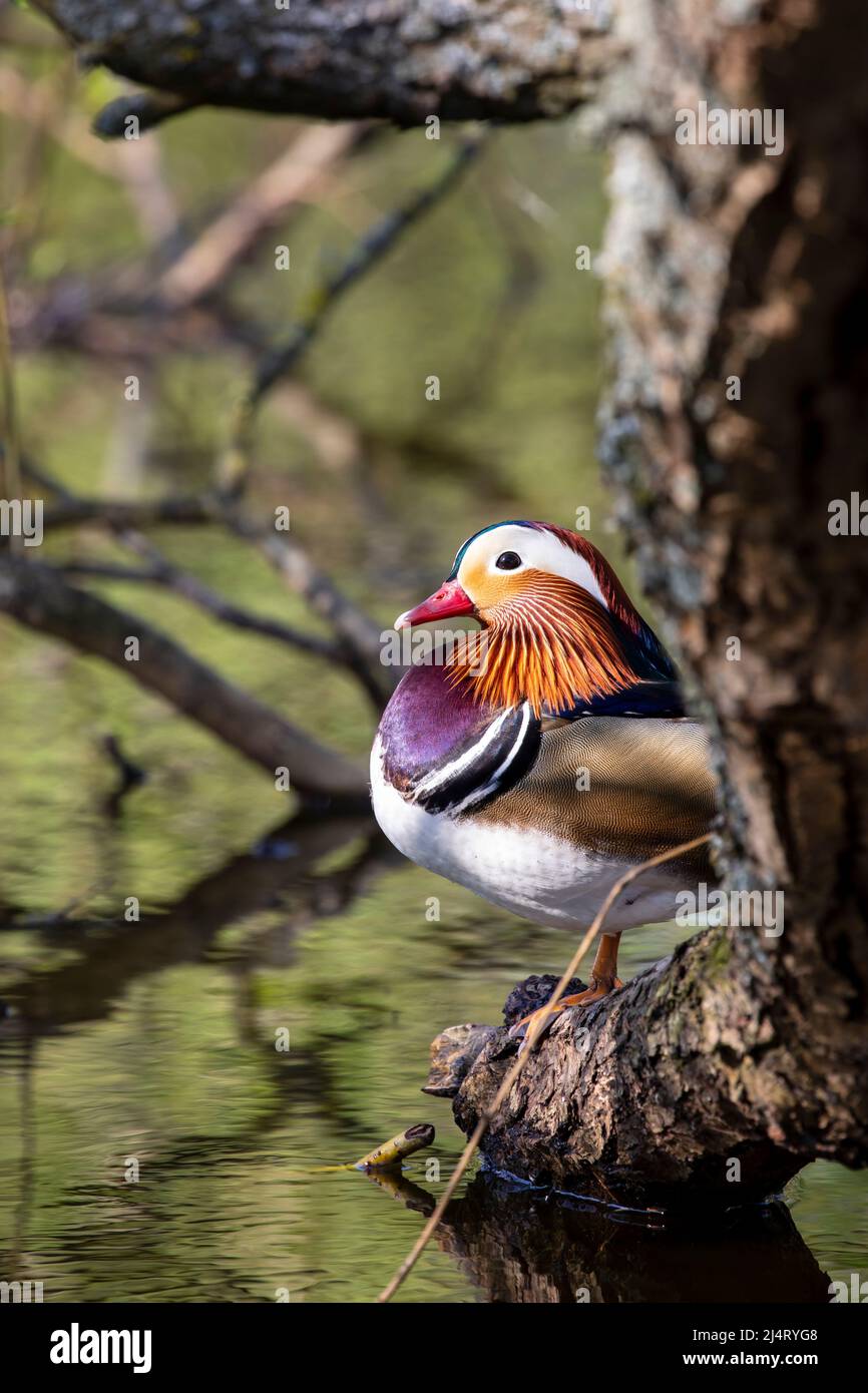 Aix galericulata, mandarin duck sitting on the branch Stock Photo - Alamy
