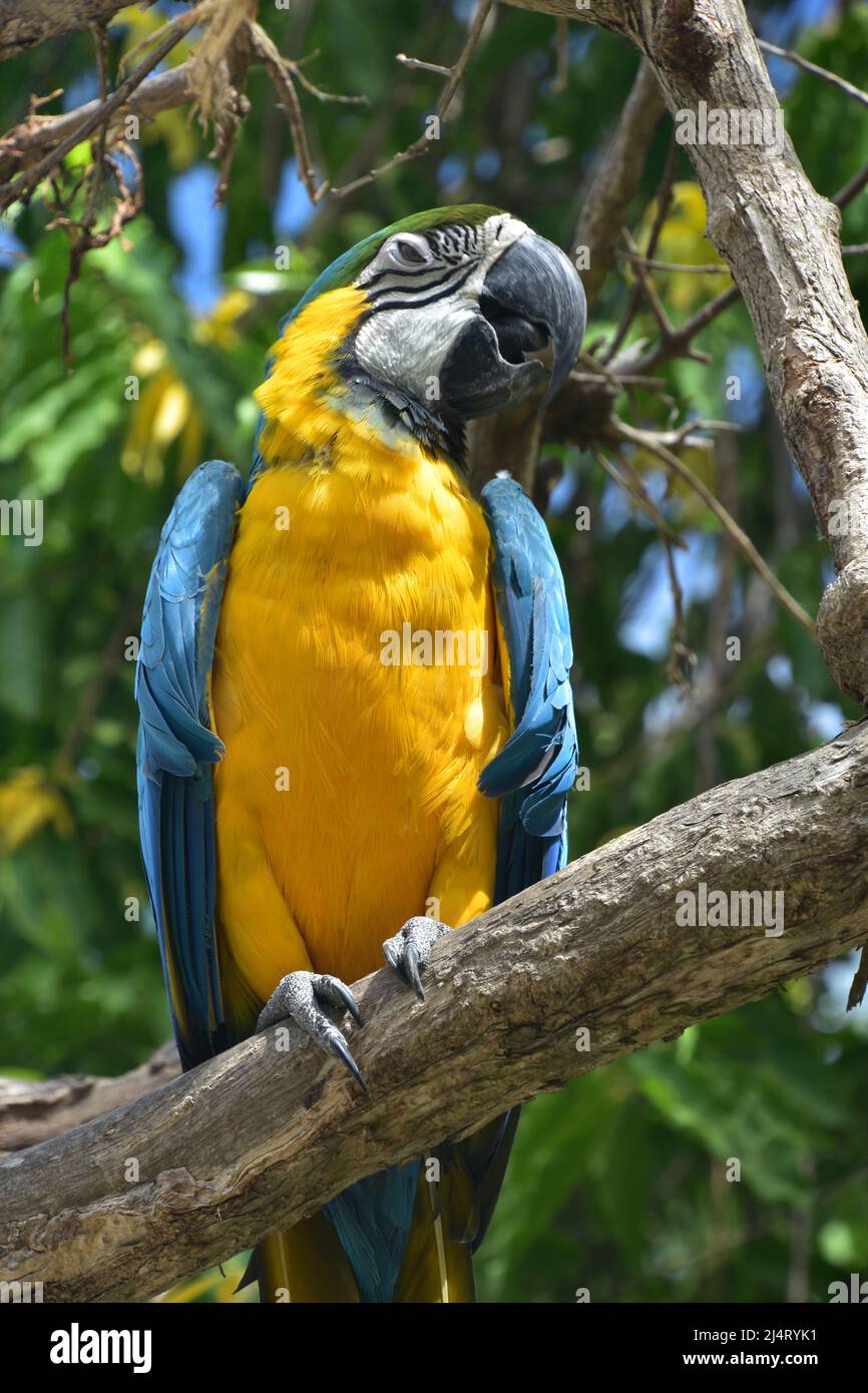 Colorful blue and gold parrot with his eyes closed in a tree Stock ...