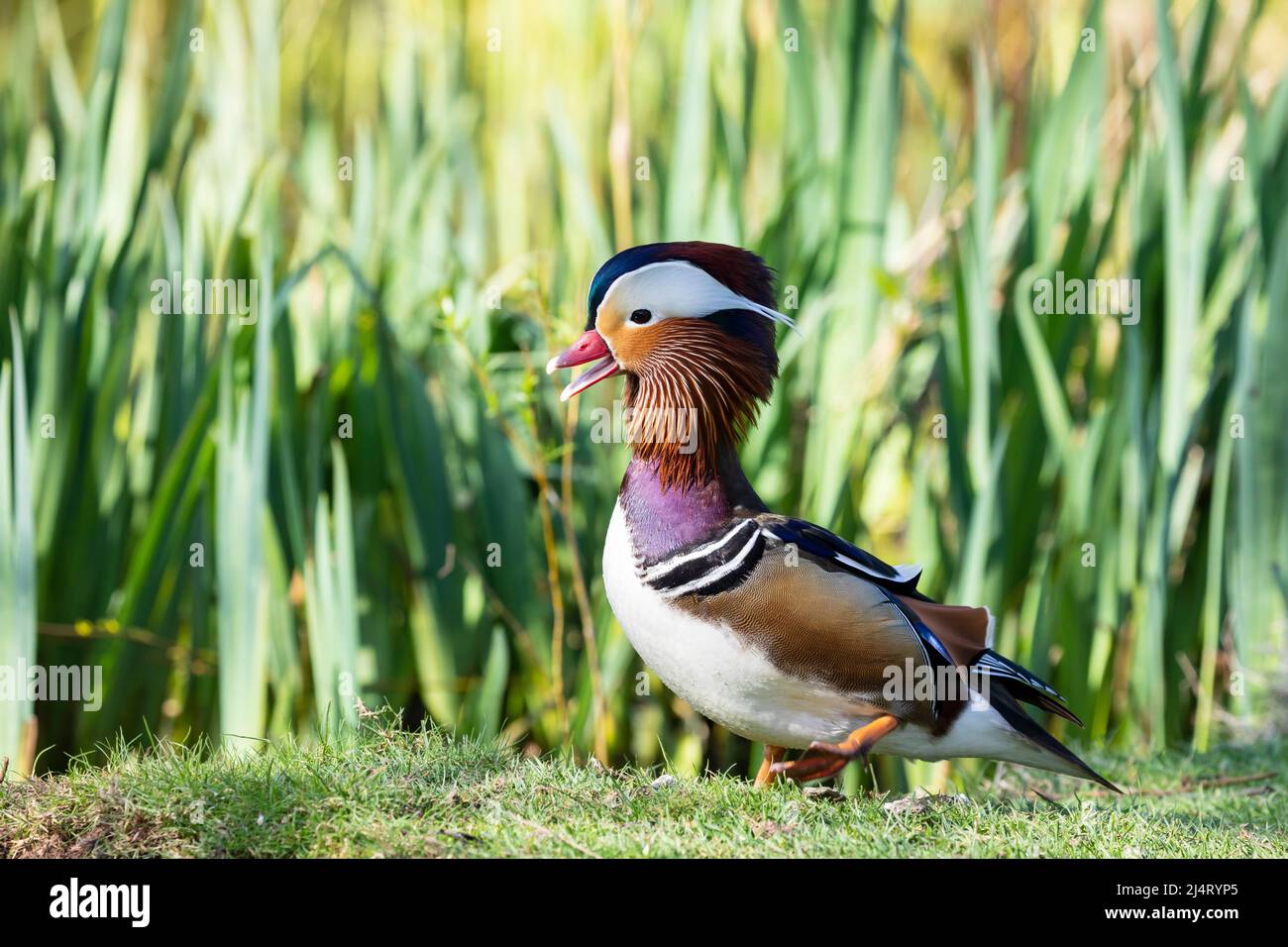 Aix galericulata tree hi-res stock photography and images - Alamy