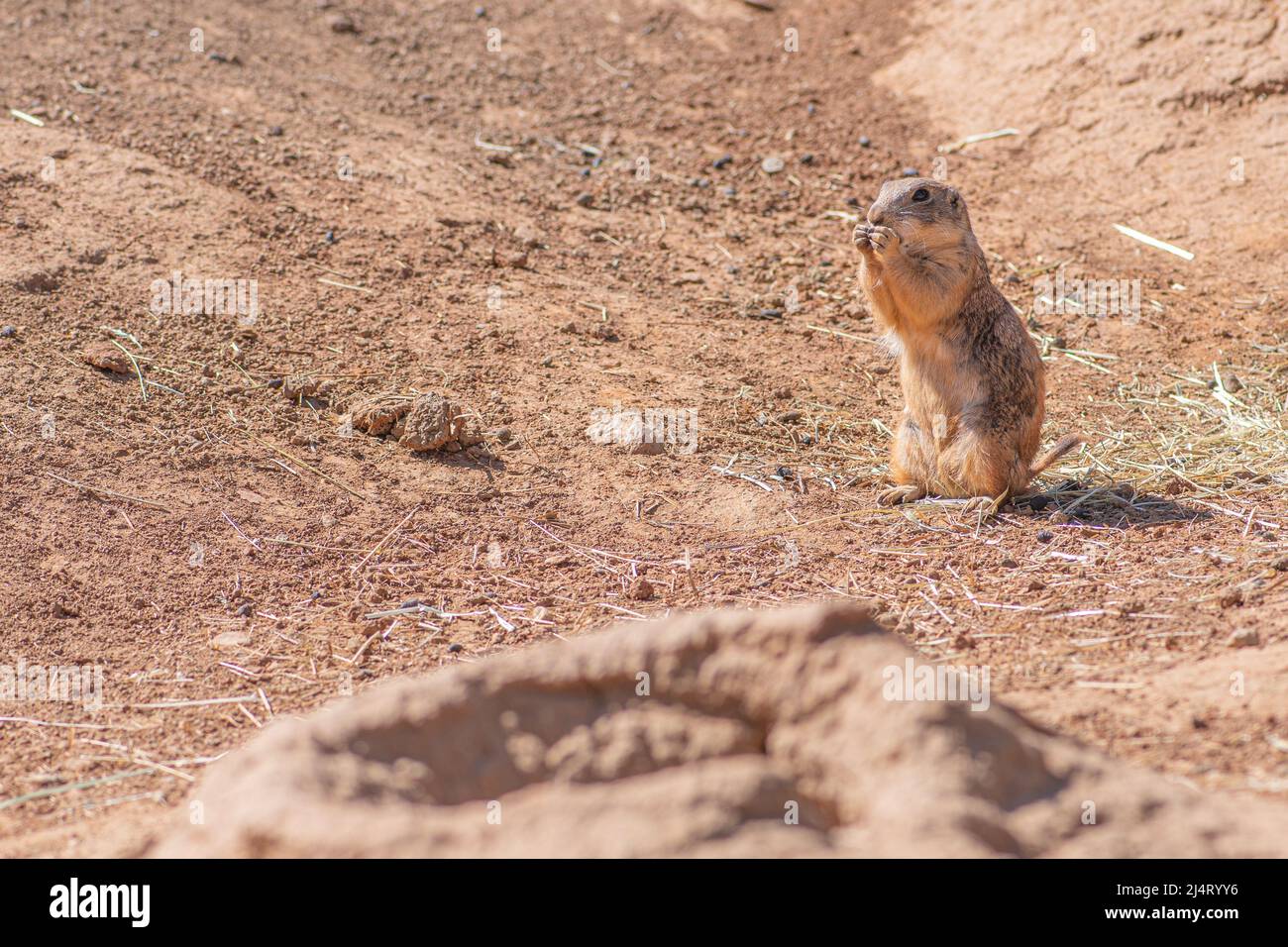 Black-tailed prairie dog, genus Cynomys, herbivorous burrowing mammals ...