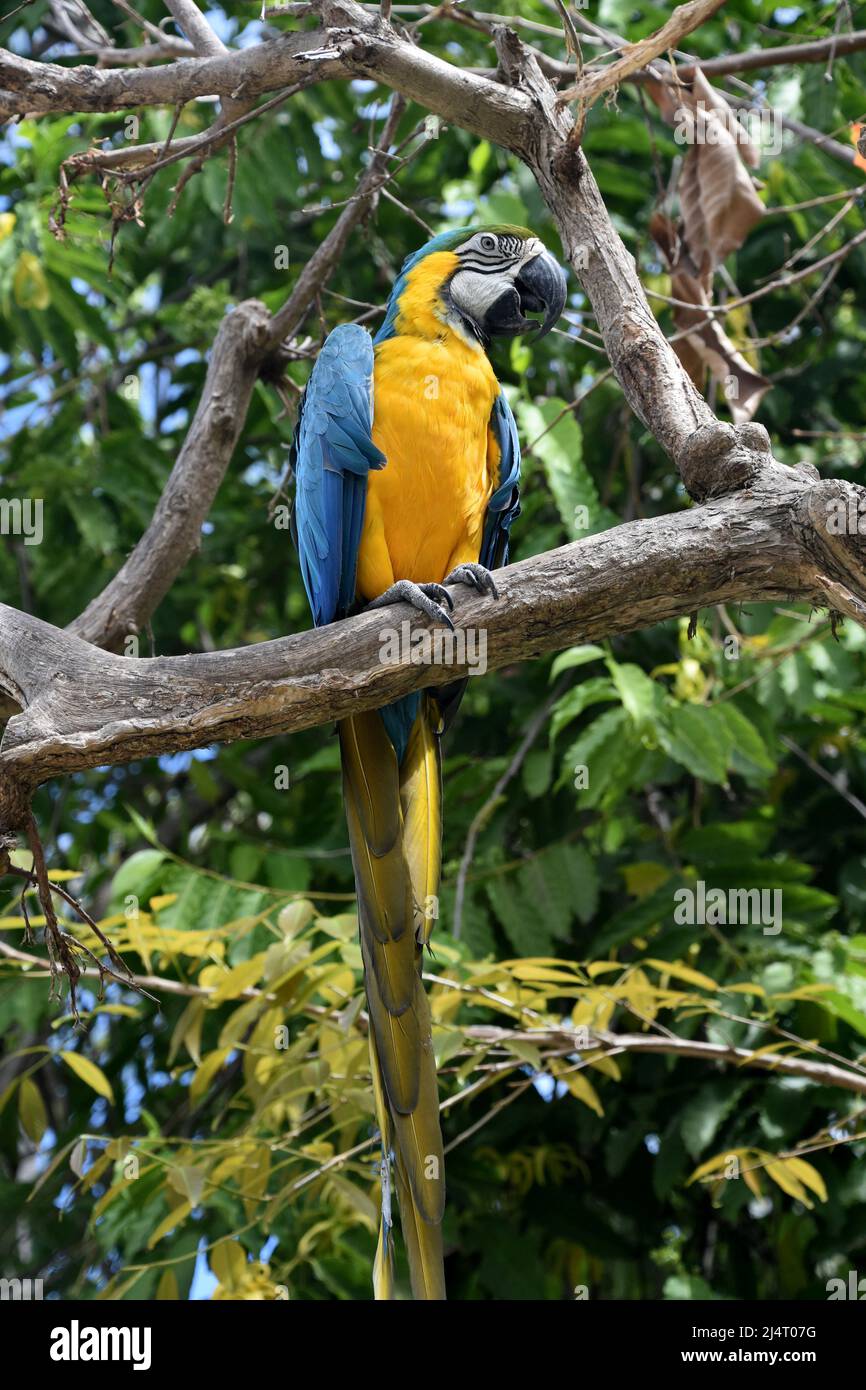 Side profile of a perched blue and gold macaw parrot in a tree Stock ...