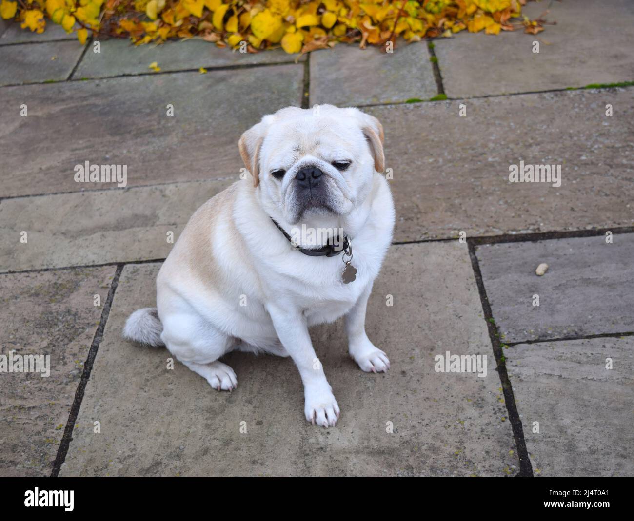 Serious pug dog hi-res stock photography and images - Alamy