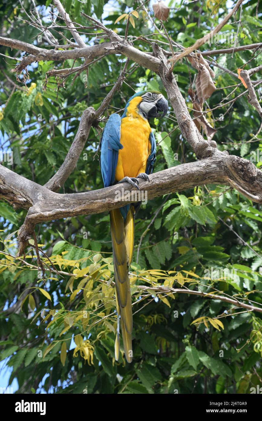 Colorful blue and gold macaw parrot perched in a tree in the rainforest ...