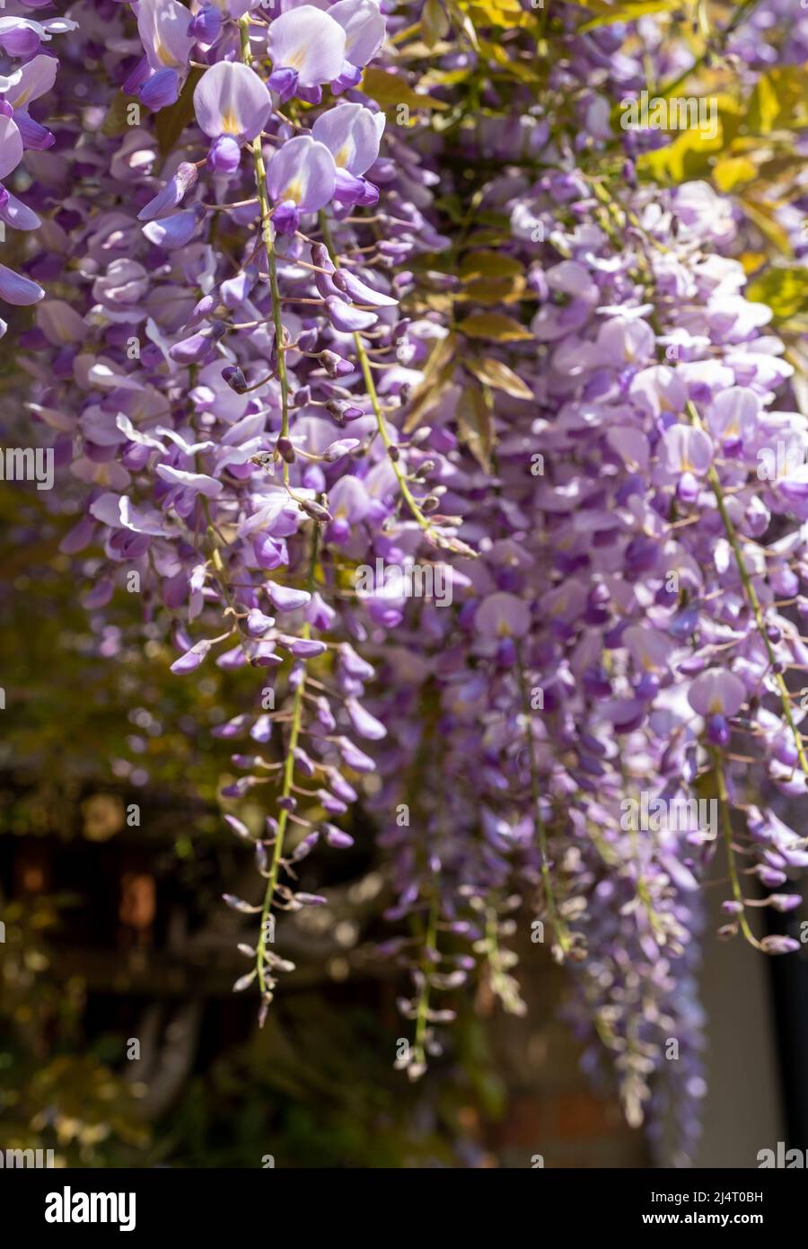 Boughs of wisteria hi-res stock photography and images - Alamy
