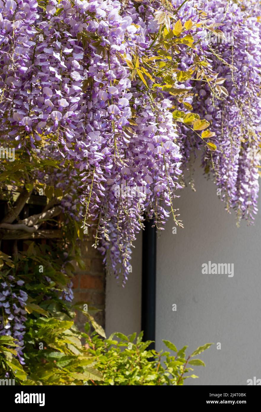 Boughs of wisteria hi-res stock photography and images - Alamy