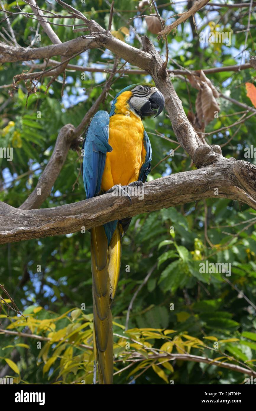 Rainforest with a blue and gold macaw parrot's side profile Stock Photo ...