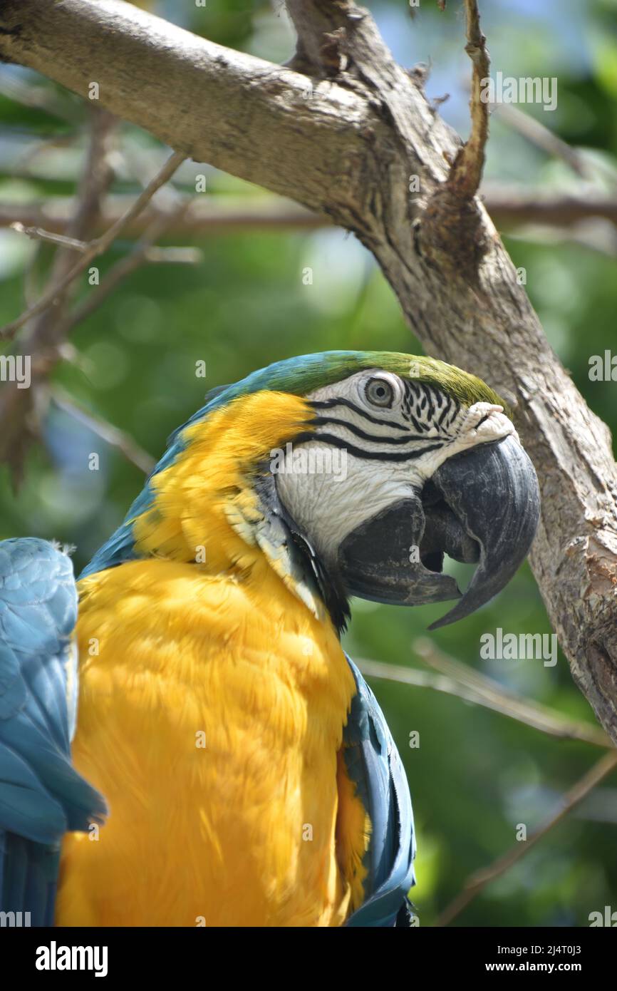 Pretty blue and gold macaw with a fantastic hooked beak Stock Photo - Alamy