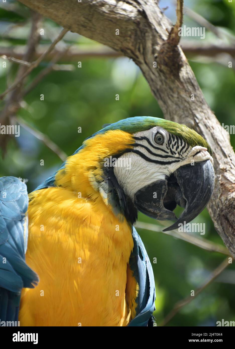 Direct look into the face of a blue and gold macaw parrot Stock Photo ...