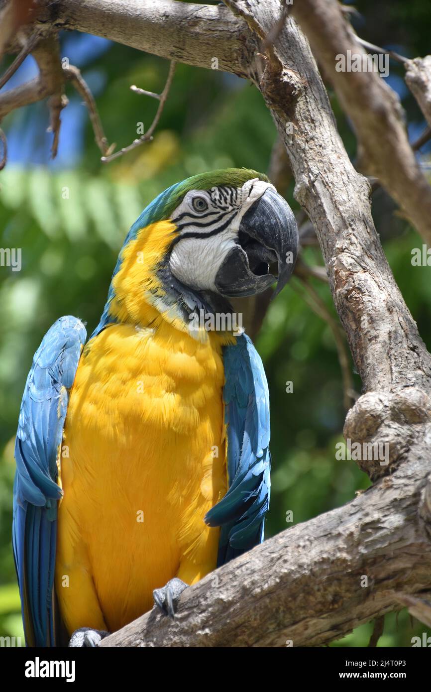 Colorful chatty blue and gold macaw parrot perched in a tree Stock ...