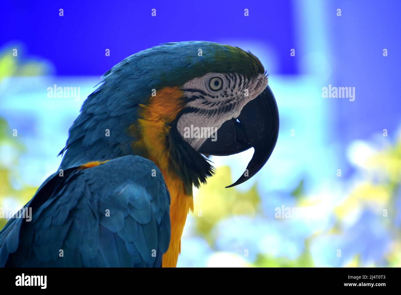 Hooked beak on a neotropical blue and gold macaw bird Stock Photo - Alamy