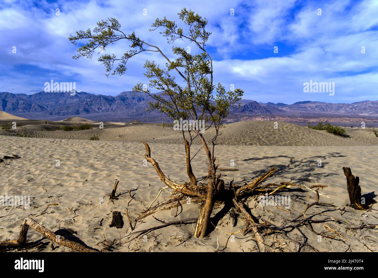 Sand dunes plant hi-res stock photography and images - Alamy