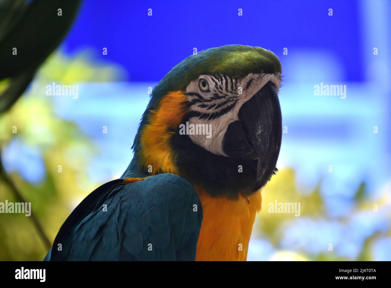Fantastic markings on the face of a blue and gold macaw parrot Stock ...